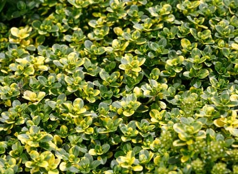 Тимьян лимонный и его полезные свойства, где применяется растение